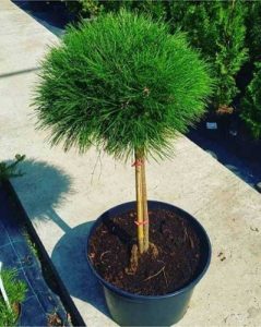 Сосна чёрная Компакта на штамбе (Pinus nigra Compacta) C50 | Купить в ...